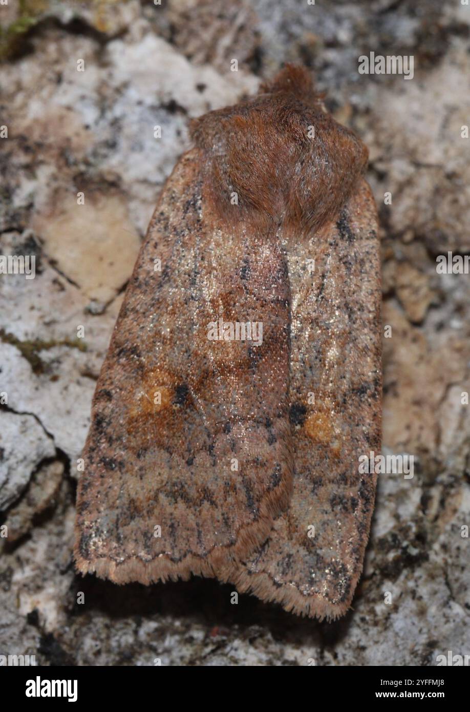 Three-spotted Sallow (Eupsilia tristigmata Stock Photo - Alamy