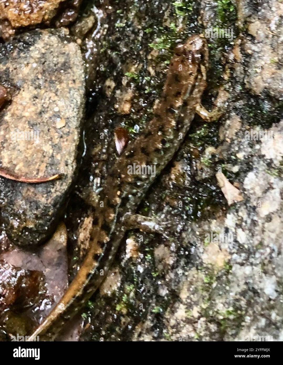 Wolf Dusky Salamander (Desmognathus lycos Stock Photo - Alamy