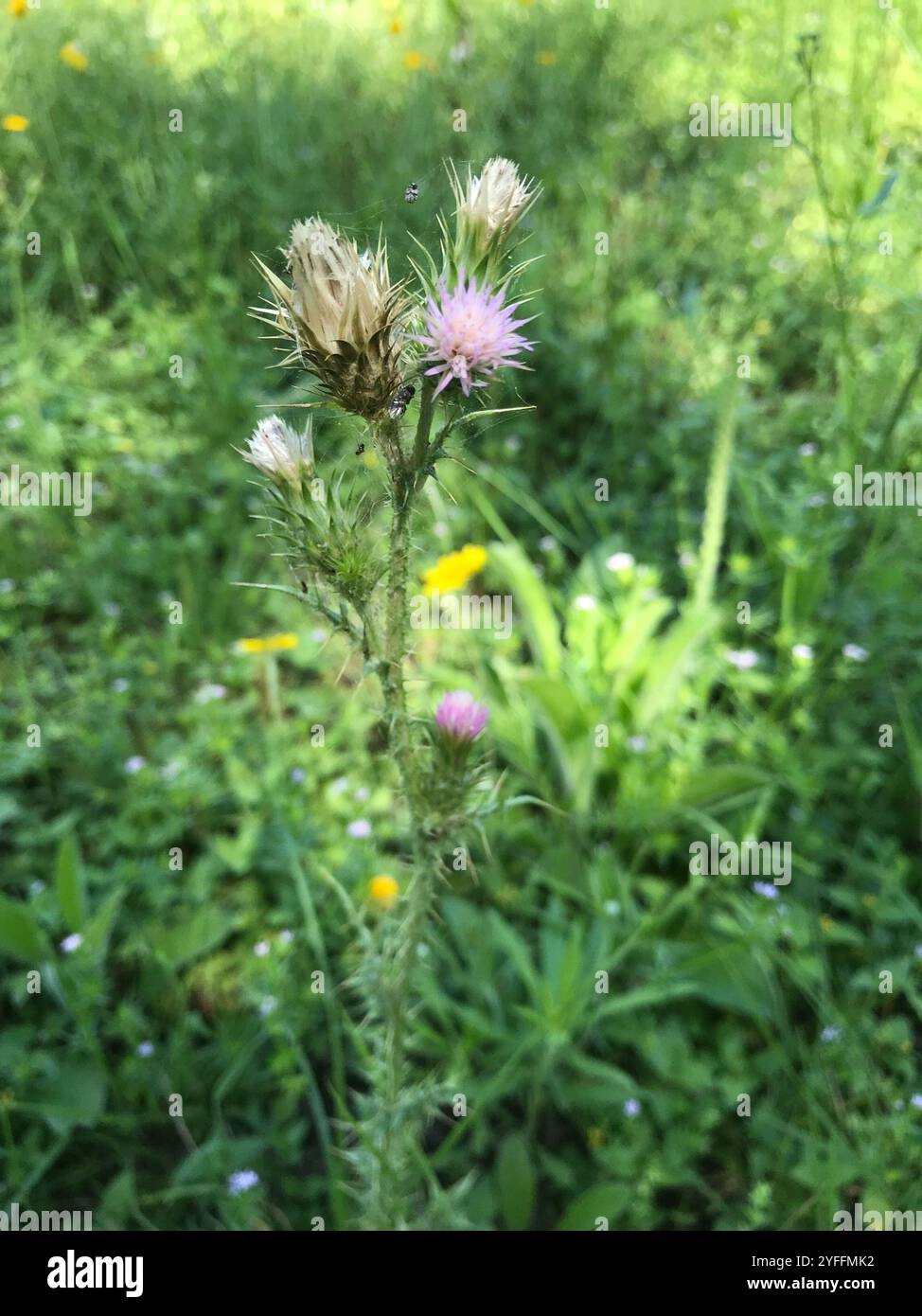 Carduus tenuiflorus hi-res stock photography and images - Alamy