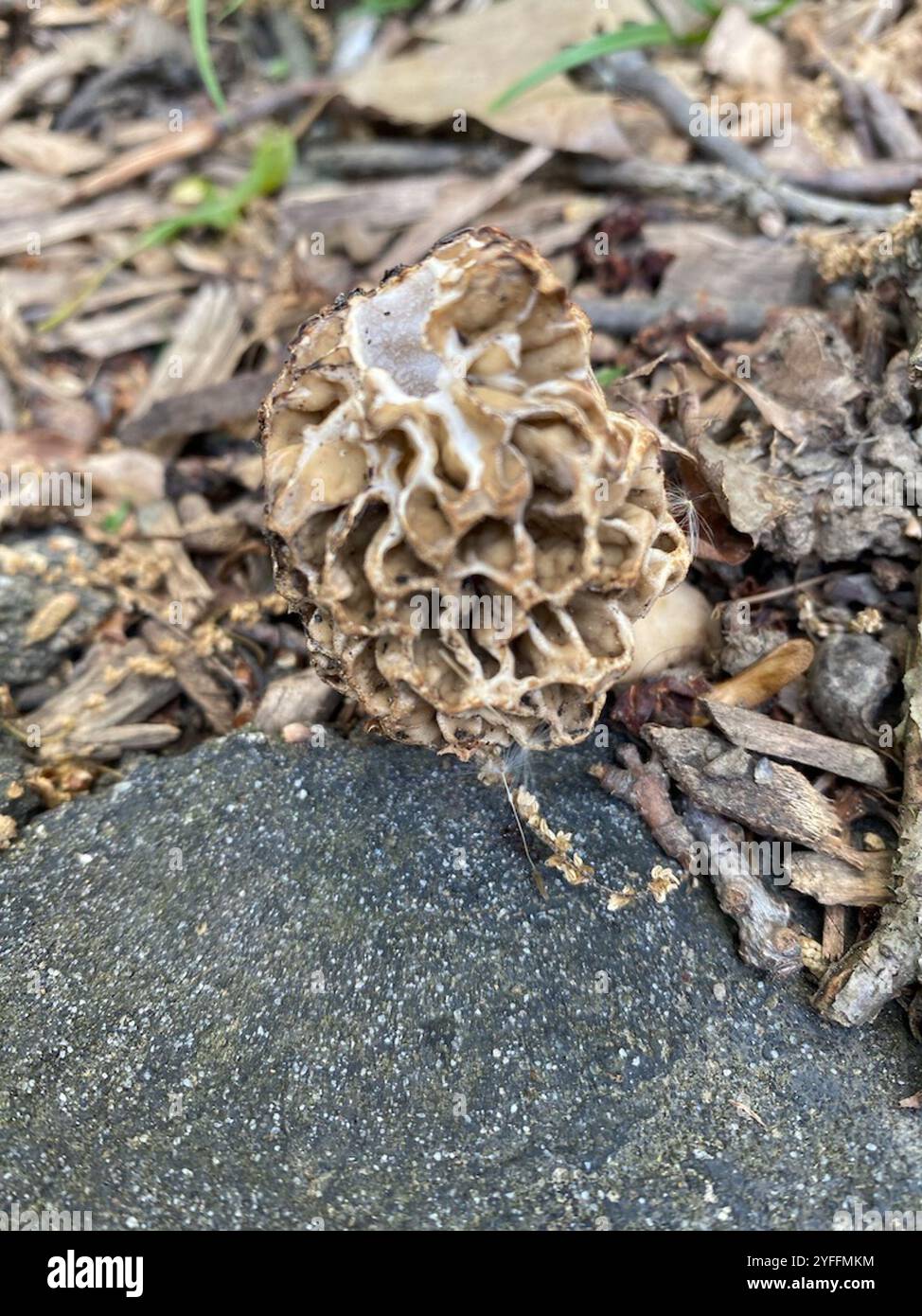 true morels (Morchella Stock Photo - Alamy
