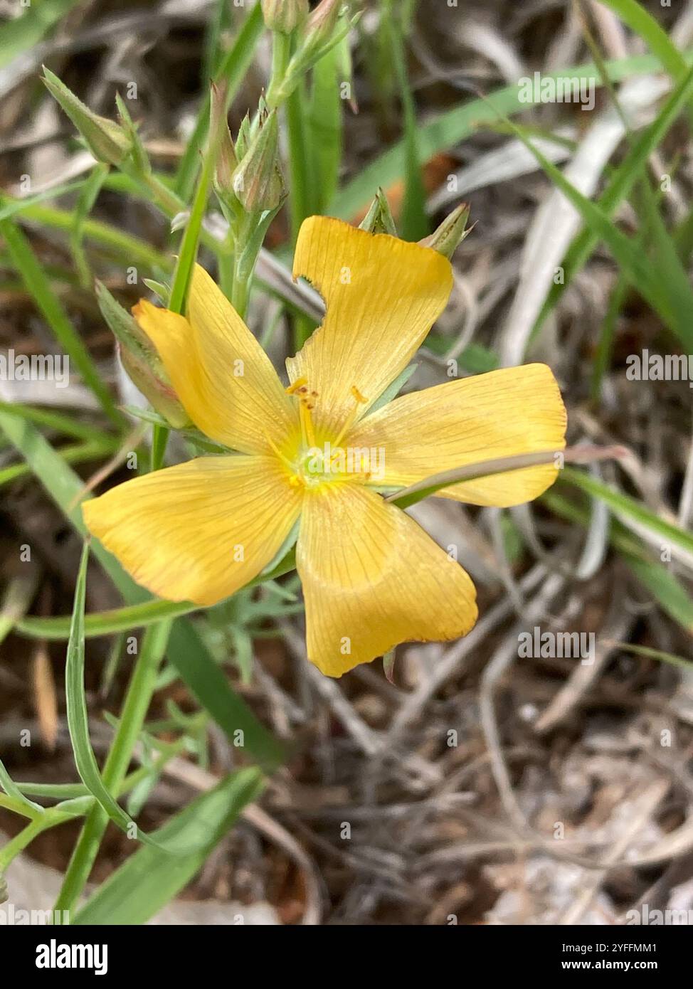Yellow Flax (Linum rigidum Stock Photo - Alamy
