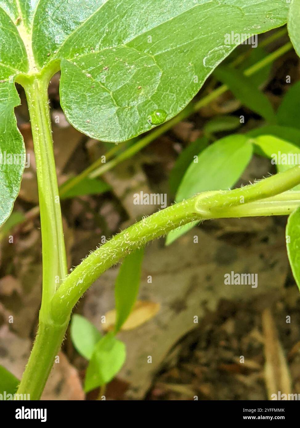 lizard's tail (Saururus cernuus Stock Photo - Alamy