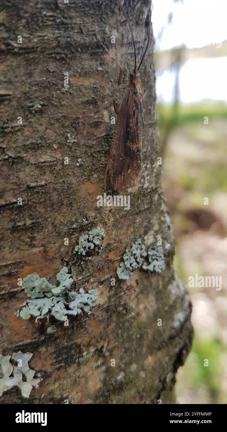 Giant Casemaker Caddisflies (Phryganeidae Stock Photo - Alamy