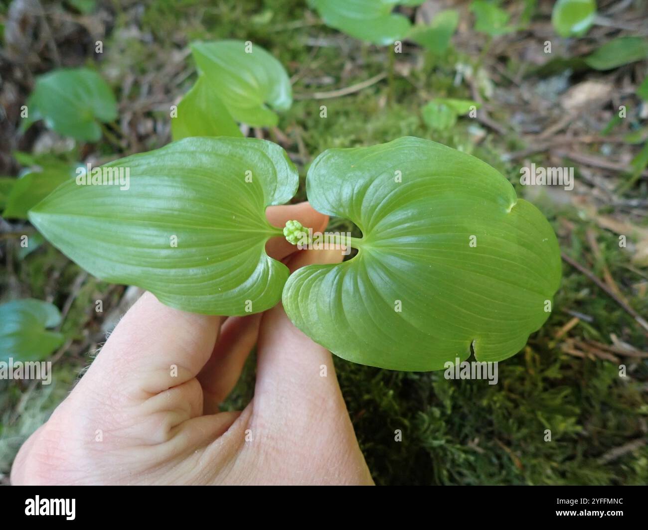 Western Lily of the Valley (Maianthemum dilatatum Stock Photo - Alamy