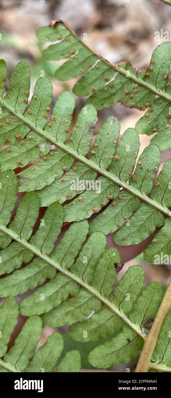 marginal wood fern (Dryopteris marginalis Stock Photo - Alamy