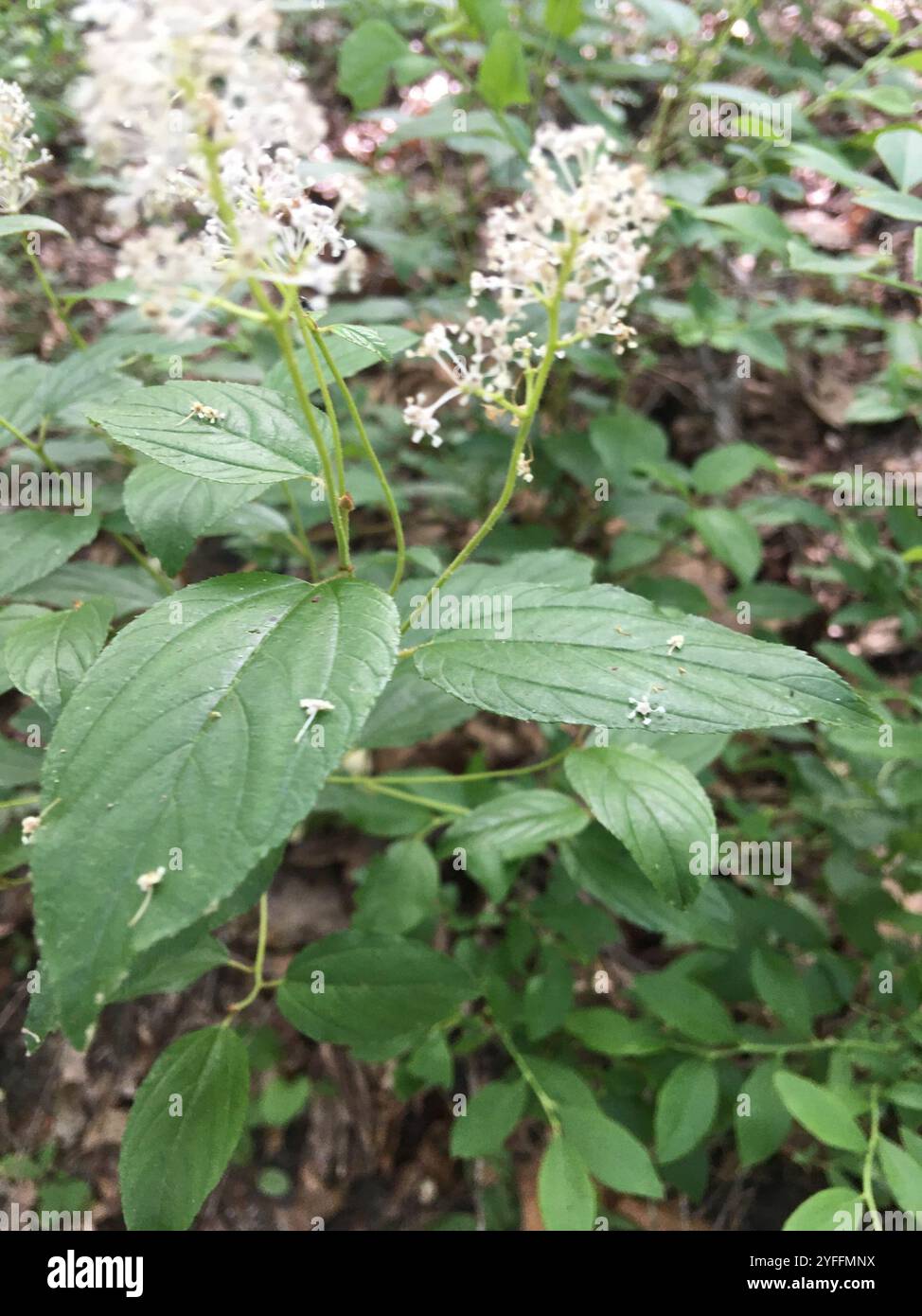 New Jersey tea (Ceanothus americanus Stock Photo - Alamy
