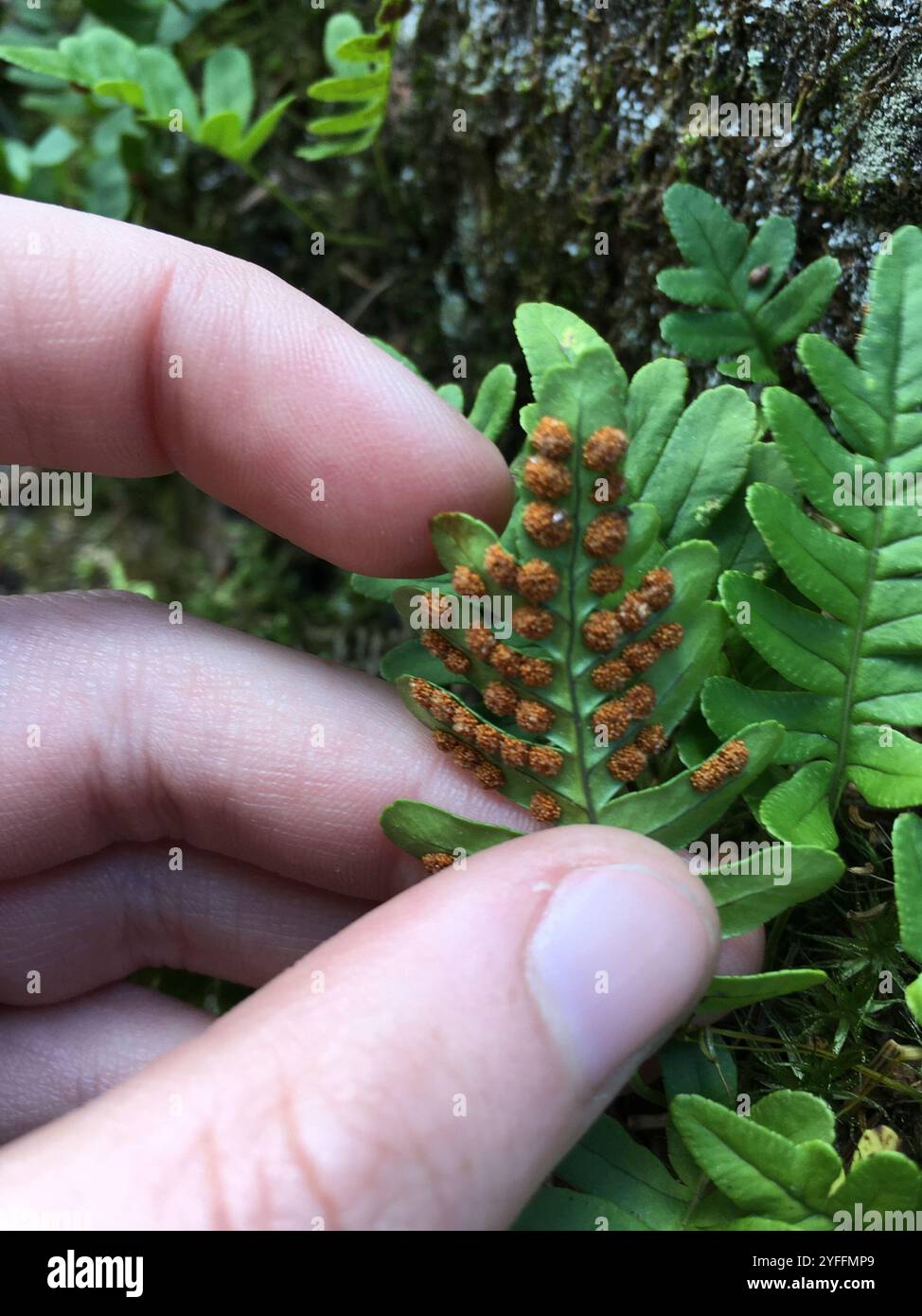 rock polypody (Polypodium virginianum Stock Photo - Alamy