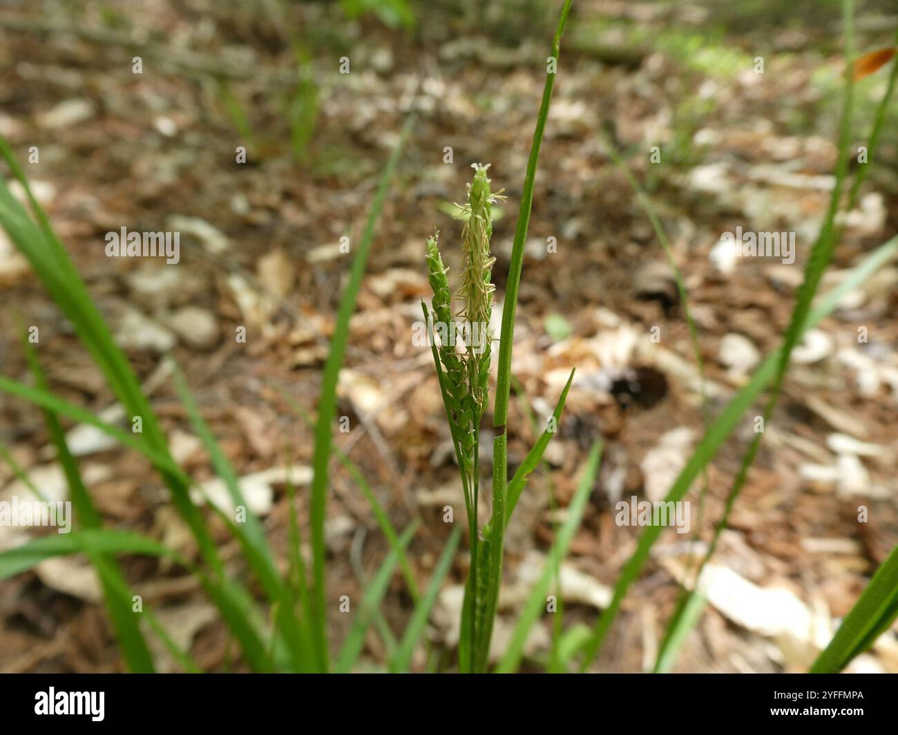 true sedges (Carex Stock Photo - Alamy
