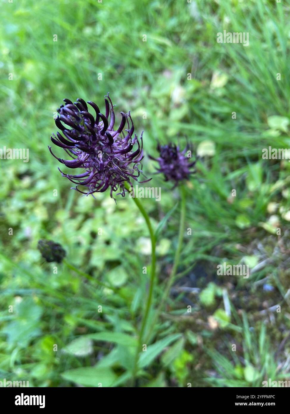Black rampion phyteuma nigrum hi-res stock photography and images - Alamy