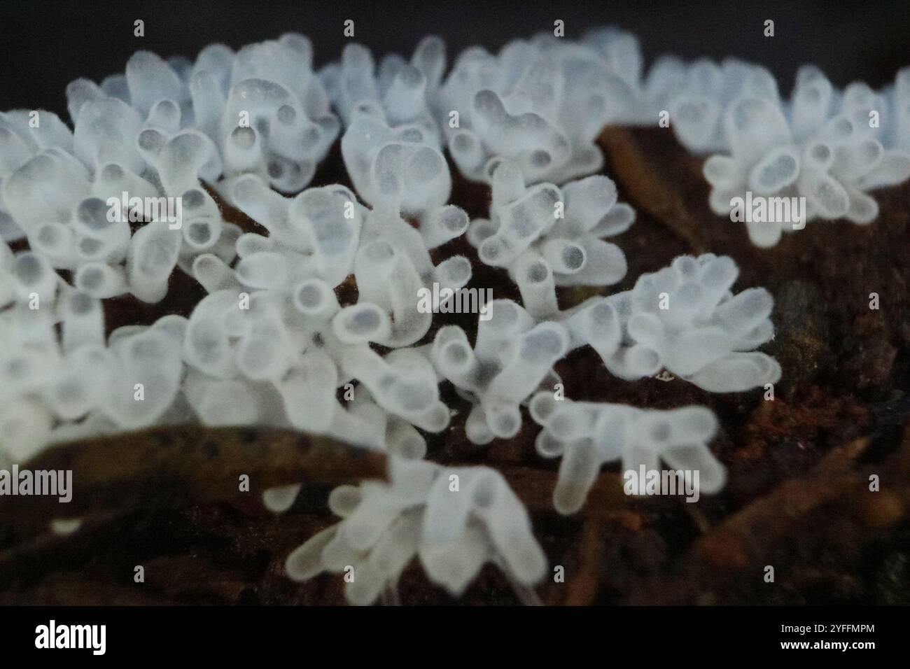 Honeycomb Coral Slime Mold (Ceratiomyxa fruticulosa Stock Photo - Alamy