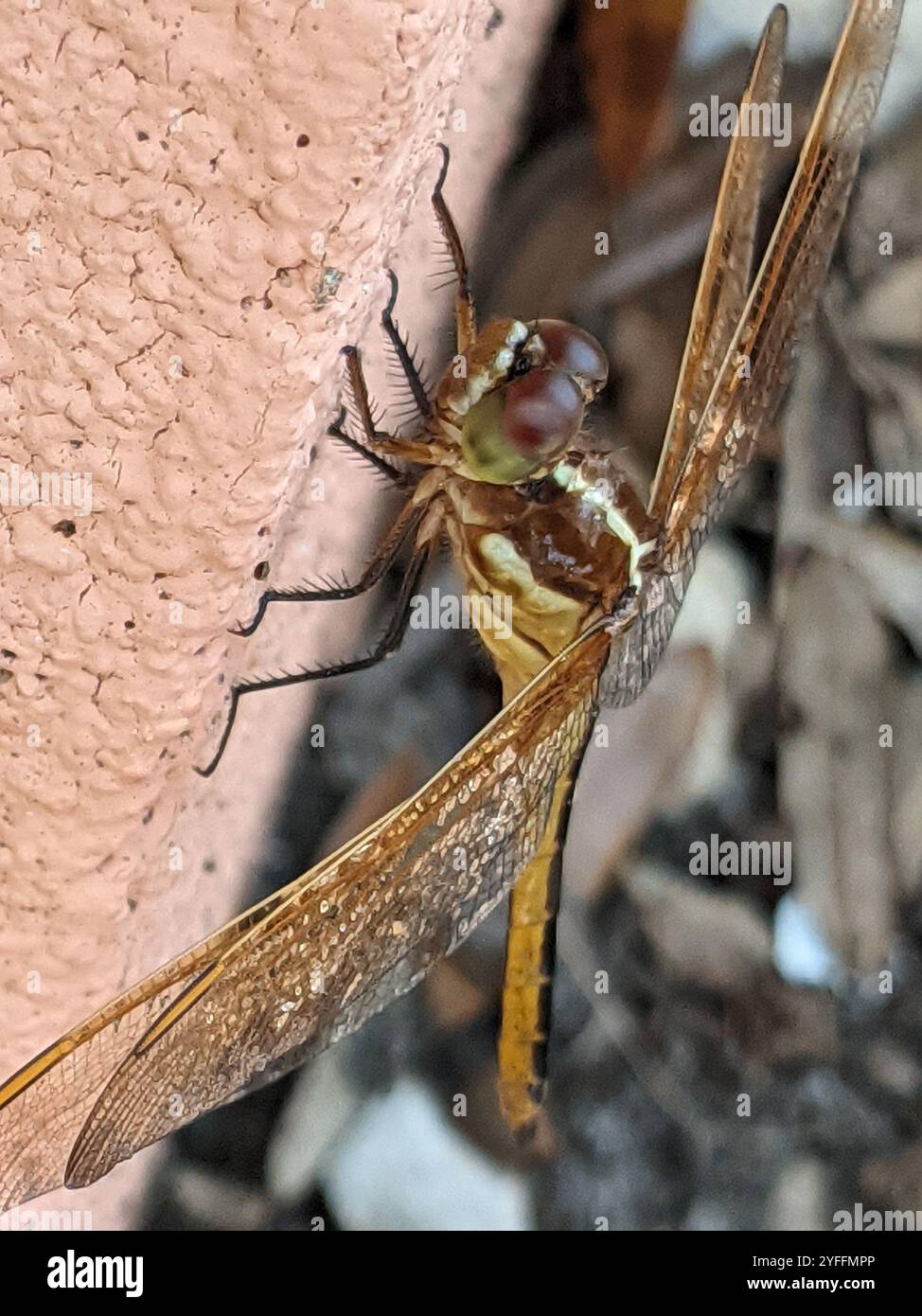 Golden winged skimmer hi-res stock photography and images - Alamy