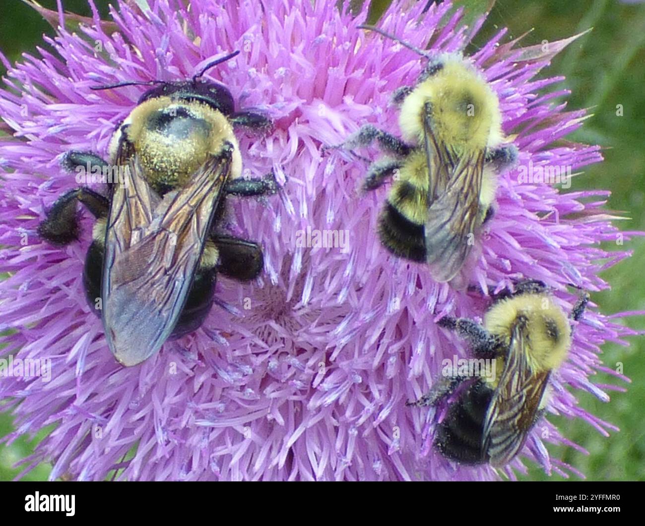 Two-spotted Bumble Bee (Bombus bimaculatus Stock Photo - Alamy