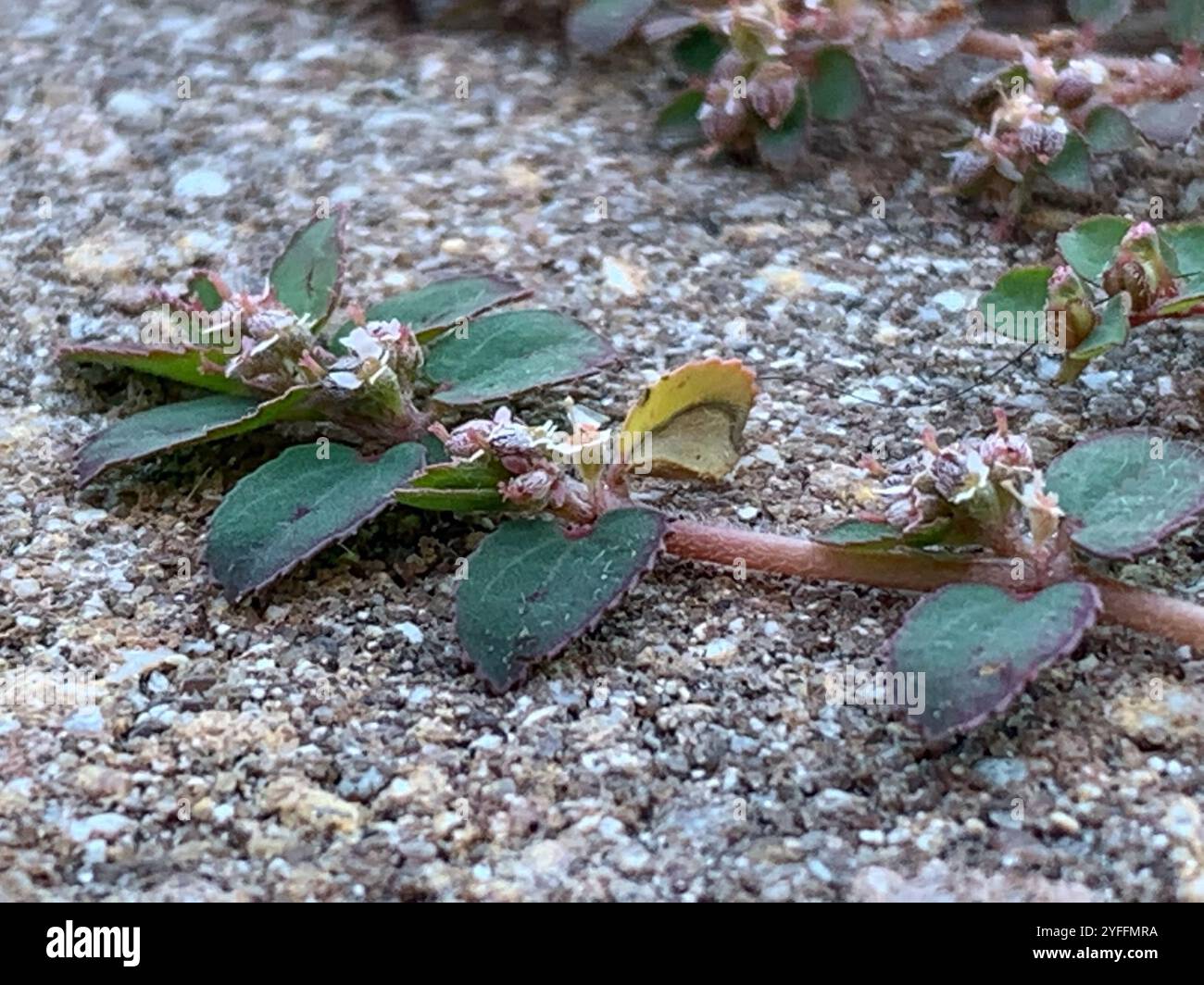 Euphorbia thymifolia hi-res stock photography and images - Alamy