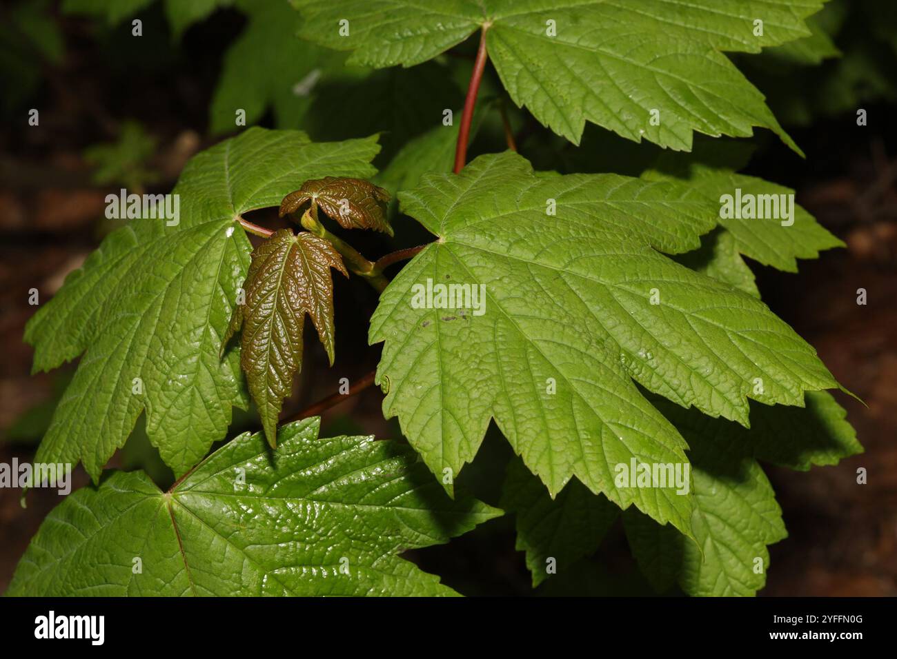 sycamore maple (Acer pseudoplatanus Stock Photo - Alamy
