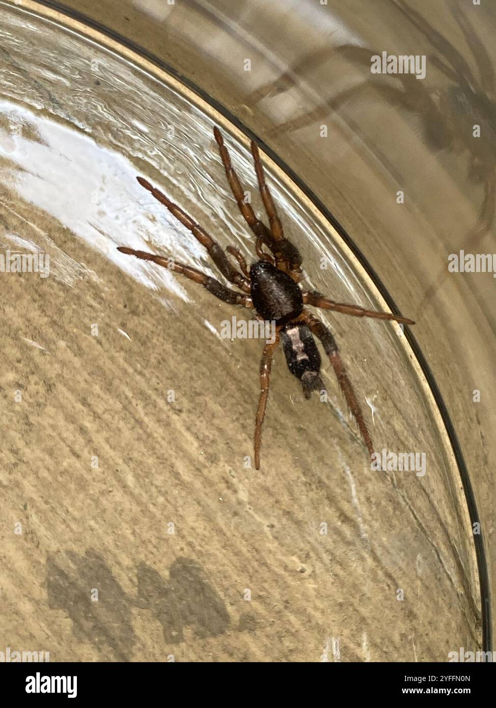 Eastern Parson Spider (Herpyllus ecclesiasticus Stock Photo - Alamy