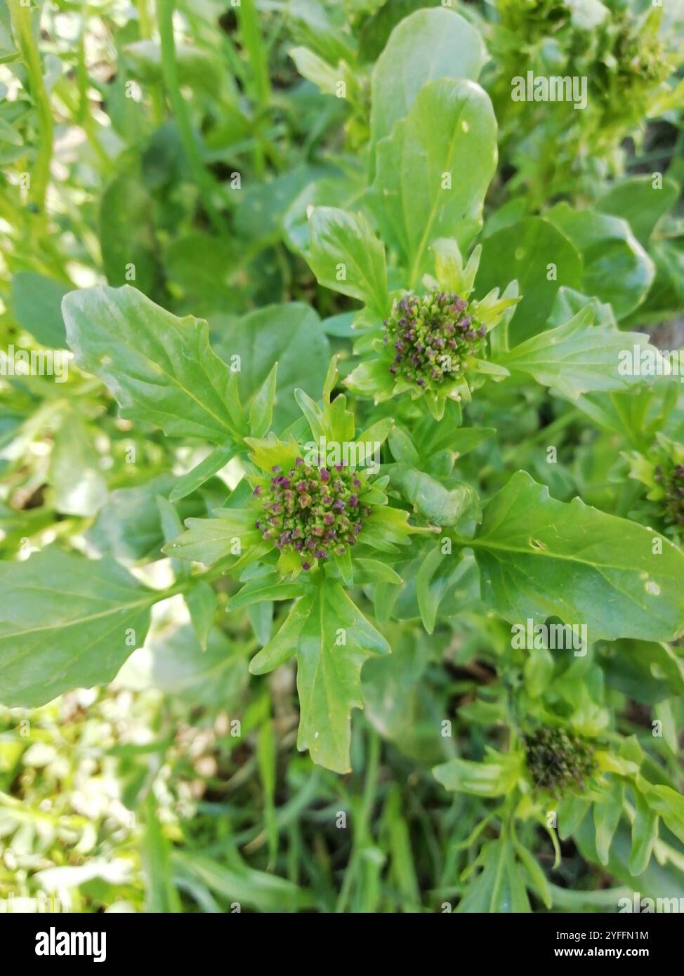 bitter wintercress (Barbarea vulgaris Stock Photo - Alamy