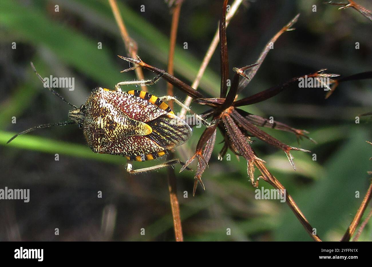 Sunflower Seed Bug (Agonoscelis versicoloratus Stock Photo - Alamy