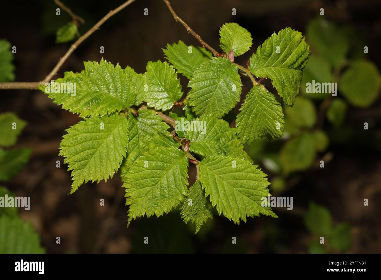 Wych Elm (Ulmus glabra Stock Photo - Alamy