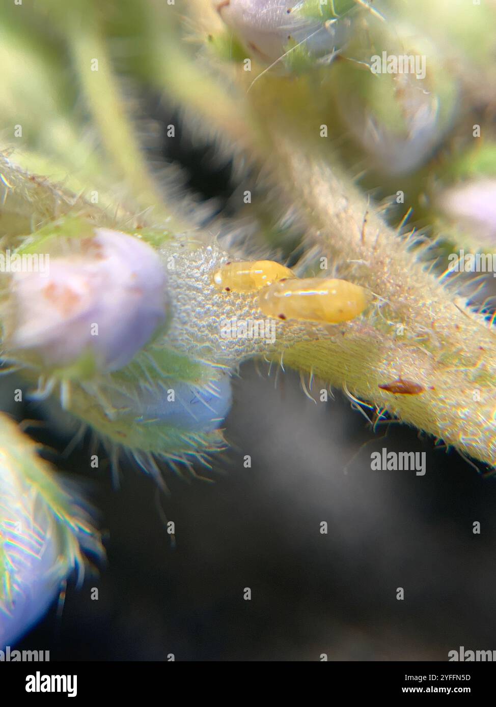 western waterleaf (Hydrophyllum occidentale Stock Photo - Alamy