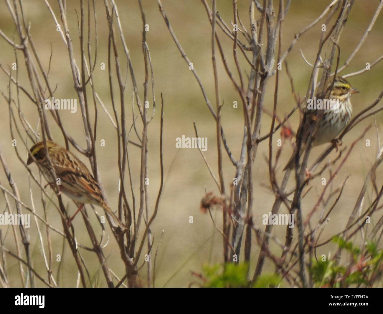 Savannah Sparrow (Passerculus sandwichensis Stock Photo - Alamy