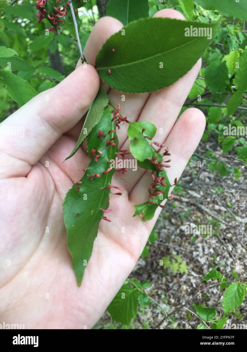 Black Cherry Leaf Gall Mite (Eriophyes cerasicrumena Stock Photo - Alamy