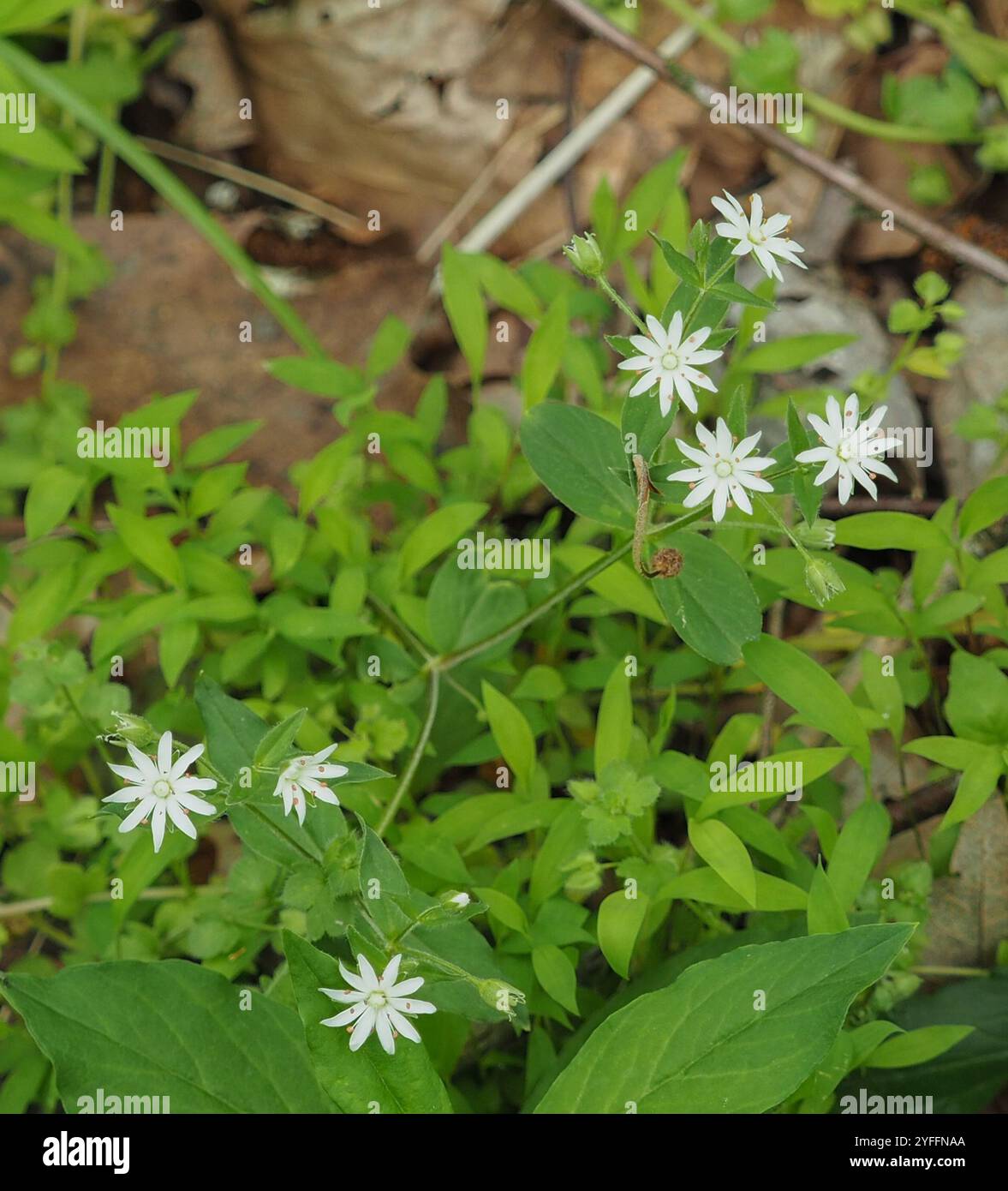 star chickweed (Stellaria pubera Stock Photo - Alamy