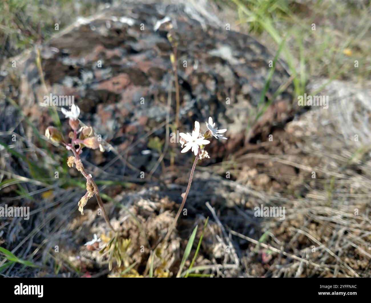 smallflower woodland star (Lithophragma parviflorum Stock Photo - Alamy