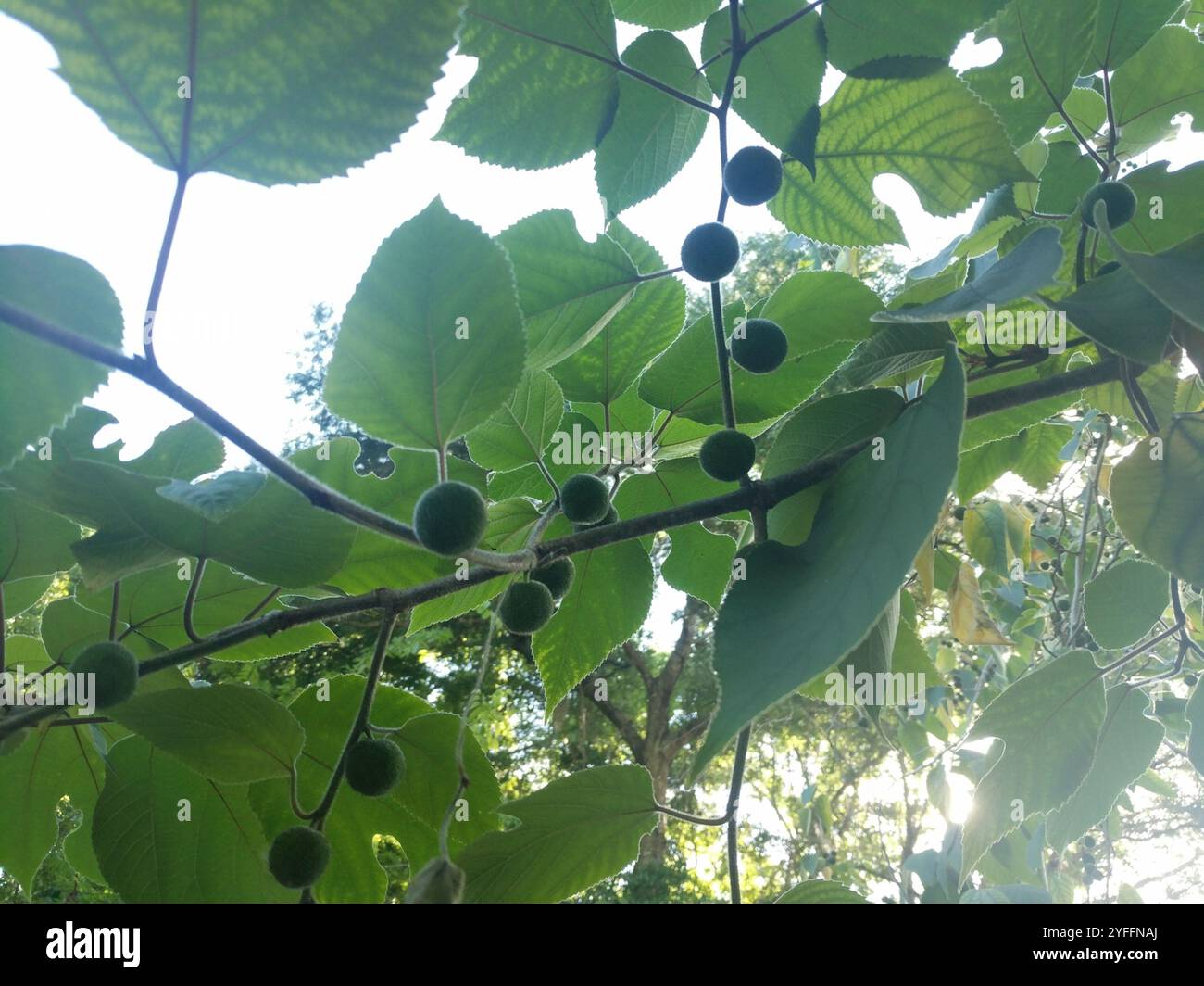 Paper mulberry (Broussonetia papyrifera Stock Photo - Alamy