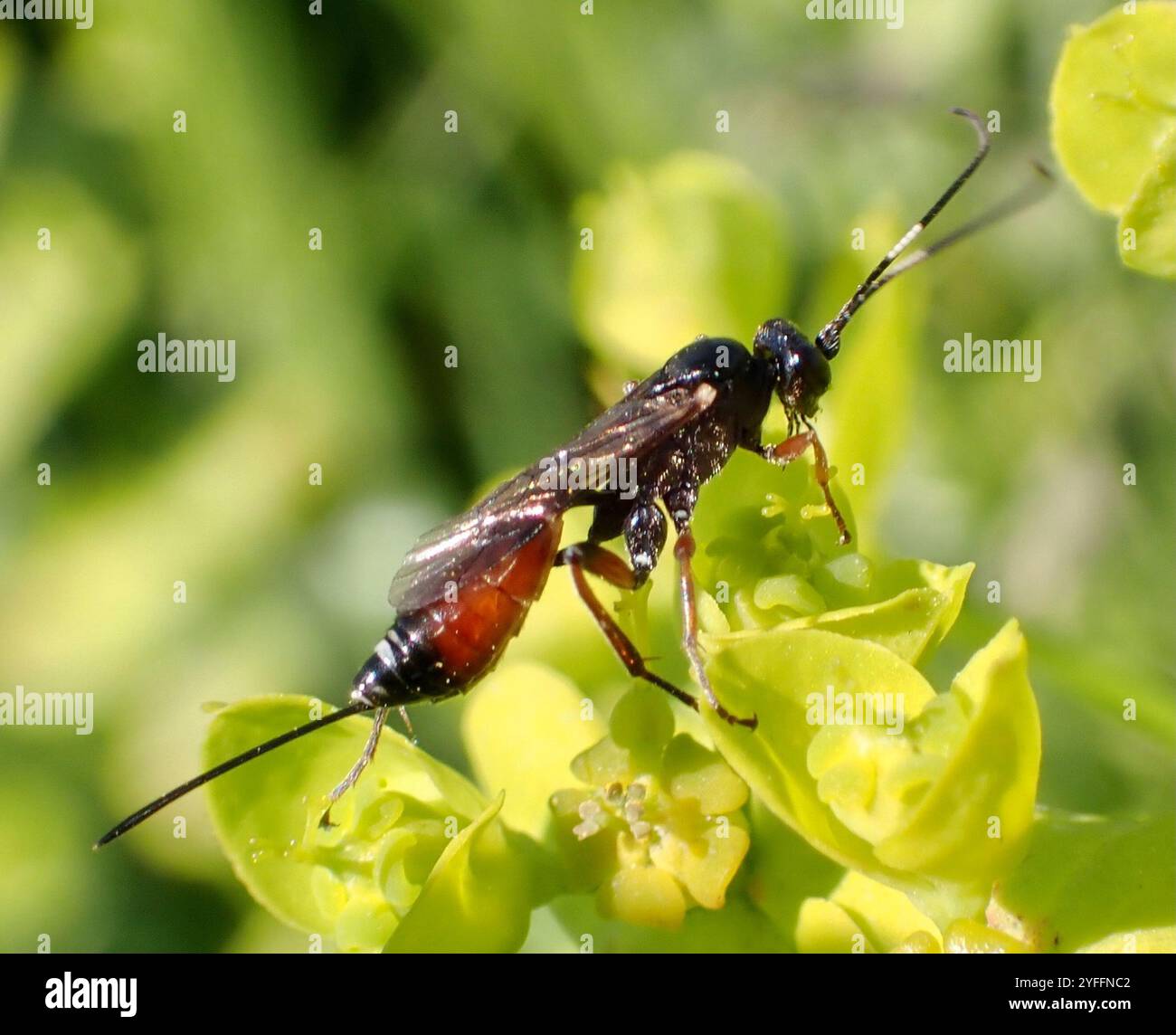Cryptinae hi-res stock photography and images - Alamy