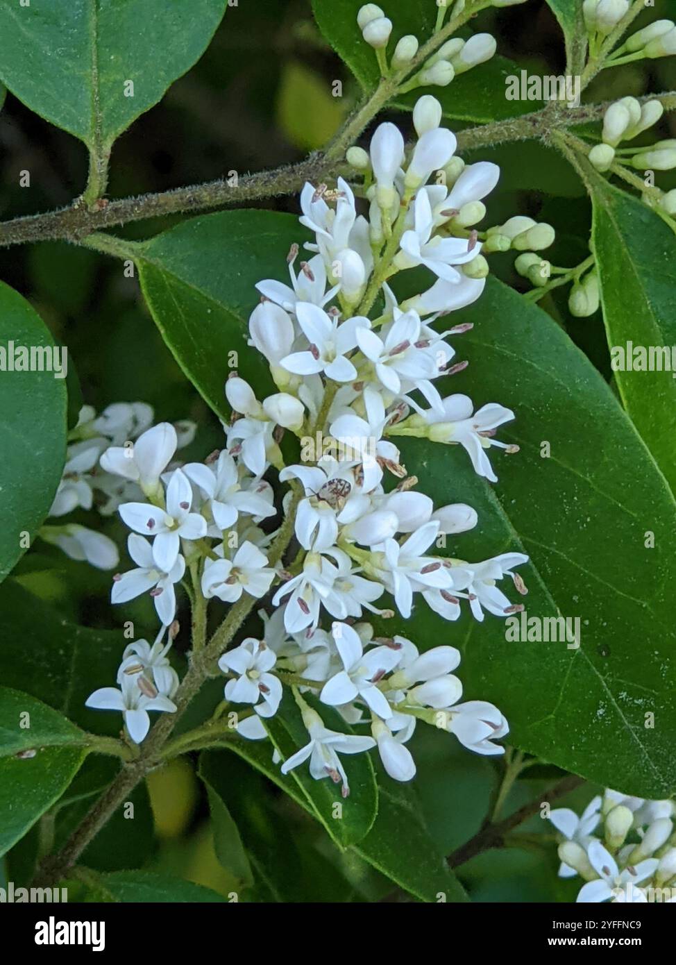 Chinese privet (Ligustrum sinense Stock Photo - Alamy