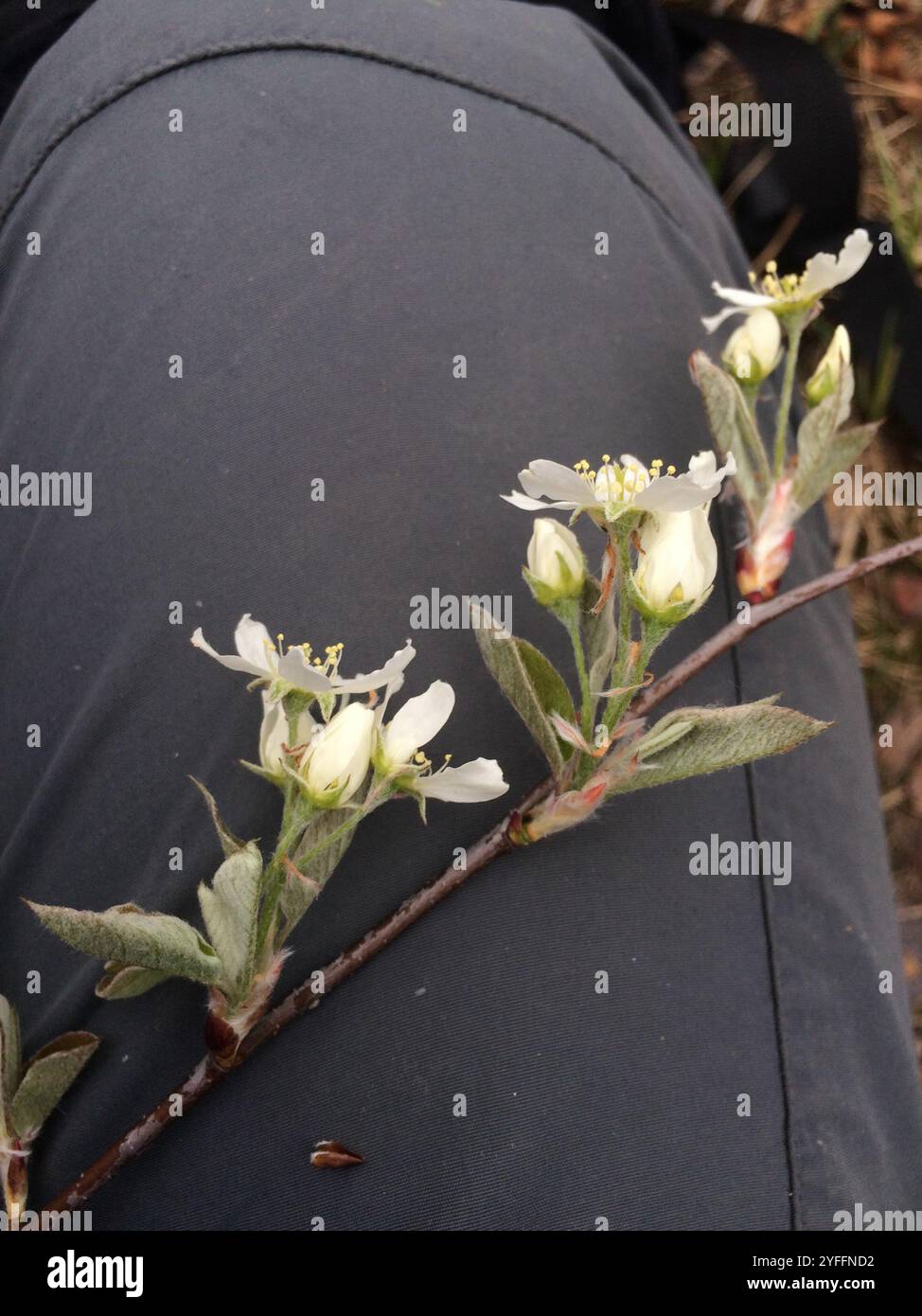 Running Serviceberry (Amelanchier stolonifera Stock Photo - Alamy