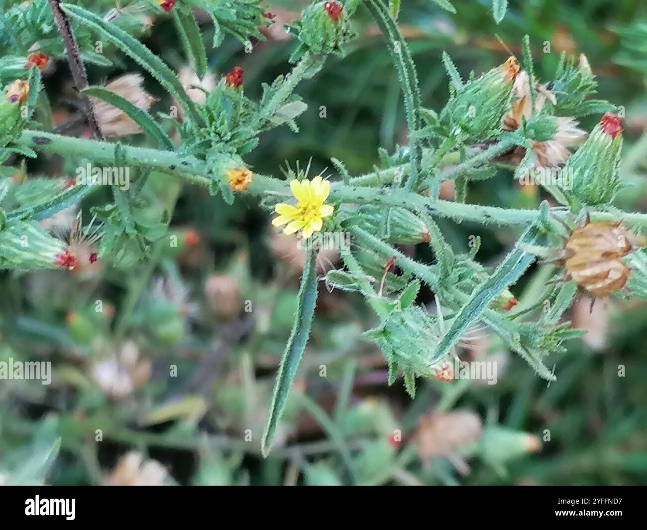 Stinkwort (Dittrichia graveolens Stock Photo - Alamy