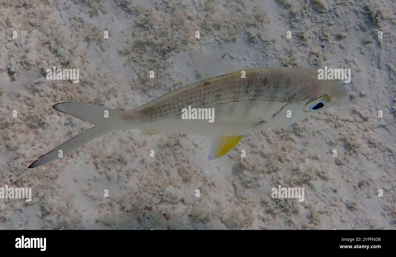Yellowfin Mojarra (Gerres cinereus Stock Photo - Alamy