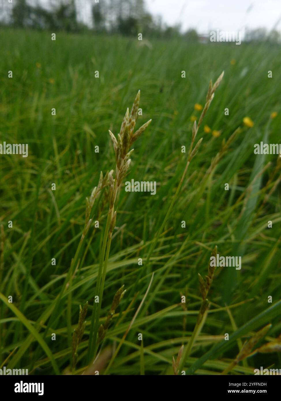 alpine grass (Carex brizoides Stock Photo - Alamy