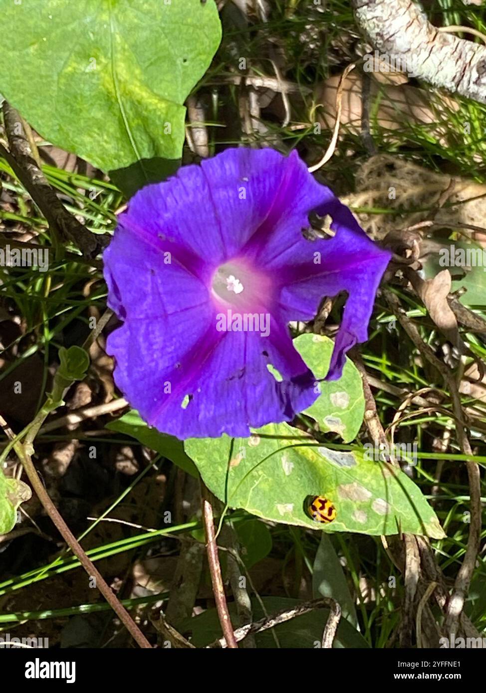 common morning-glory (Ipomoea purpurea Stock Photo - Alamy