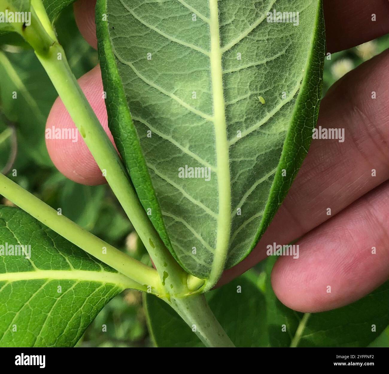 hemp dogbane (Apocynum cannabinum Stock Photo - Alamy