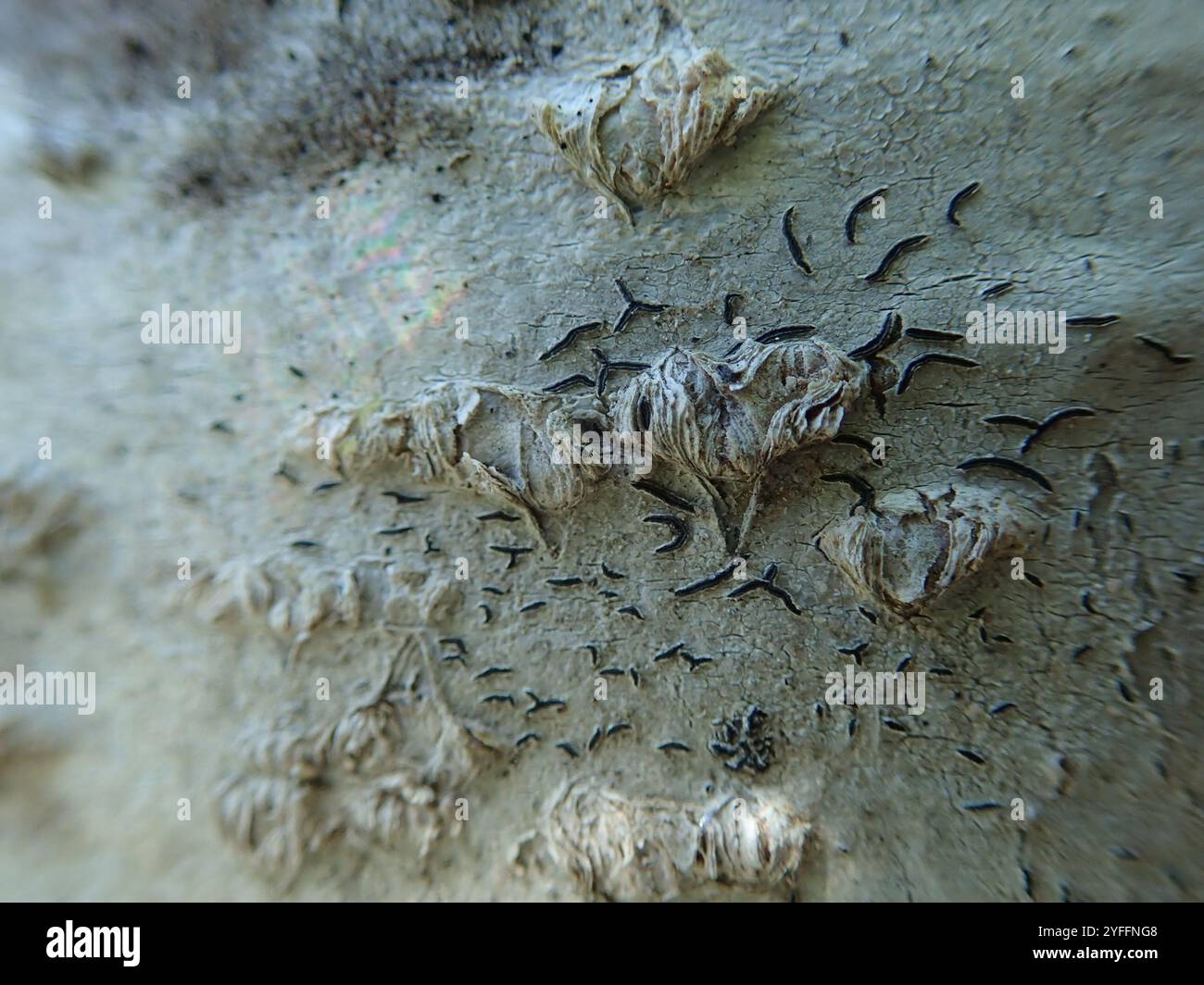 Common Script Lichen (Graphis scripta Stock Photo - Alamy