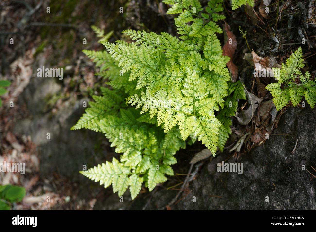 Squirrel's foot fern hi-res stock photography and images - Alamy