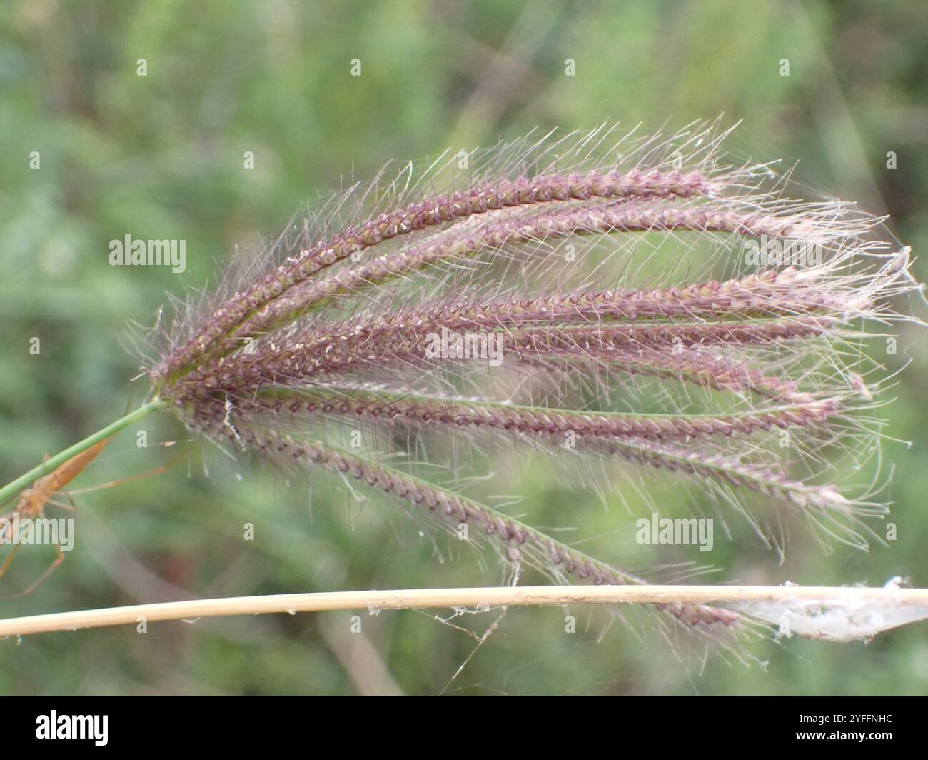 Finger Grass (Chloris barbata Stock Photo - Alamy