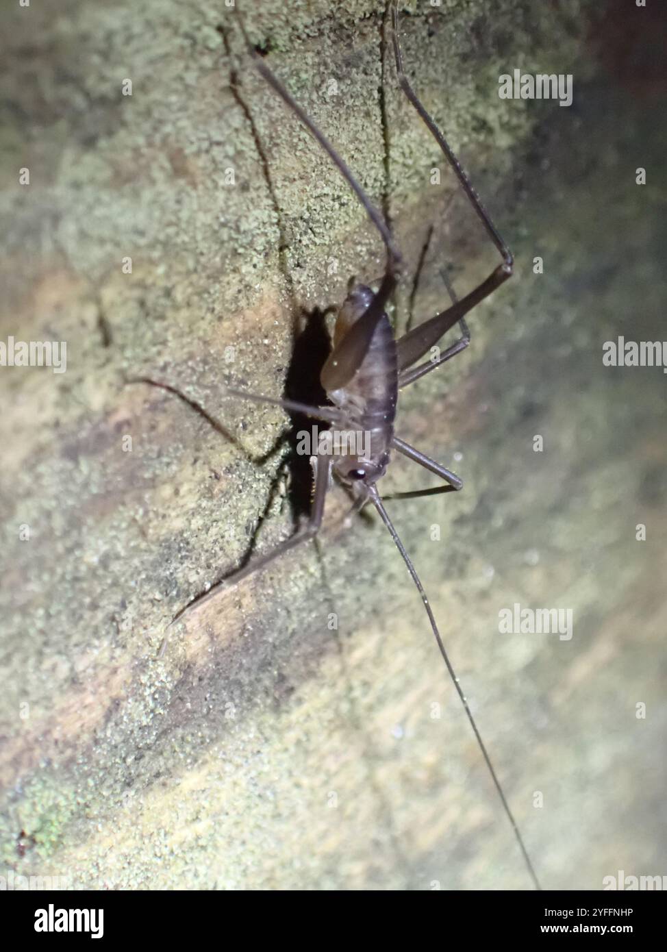 Square-legged Camel Cricket (Tropidischia xanthostoma Stock Photo - Alamy