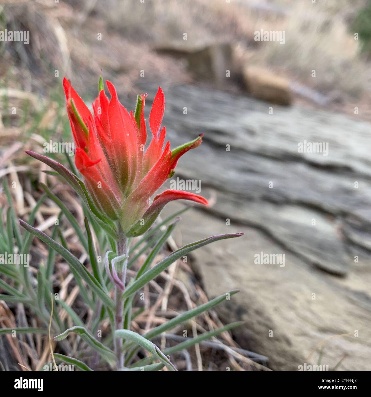 Wholeleaf Paintbrush (Castilleja integra Stock Photo - Alamy