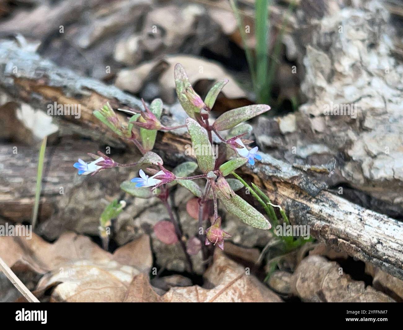 small-flowered blue-eyed mary (Collinsia parviflora Stock Photo - Alamy