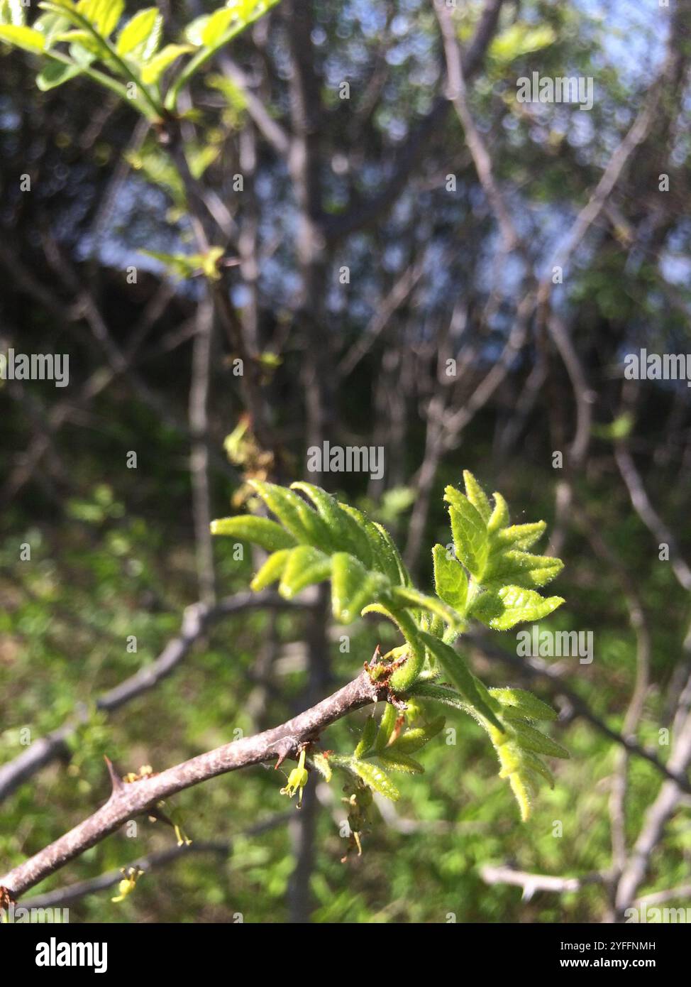 common prickly ash (Zanthoxylum americanum Stock Photo - Alamy