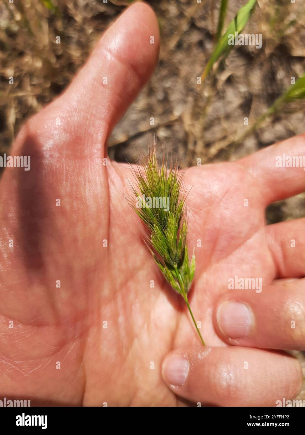 Common soft brome hi-res stock photography and images - Alamy