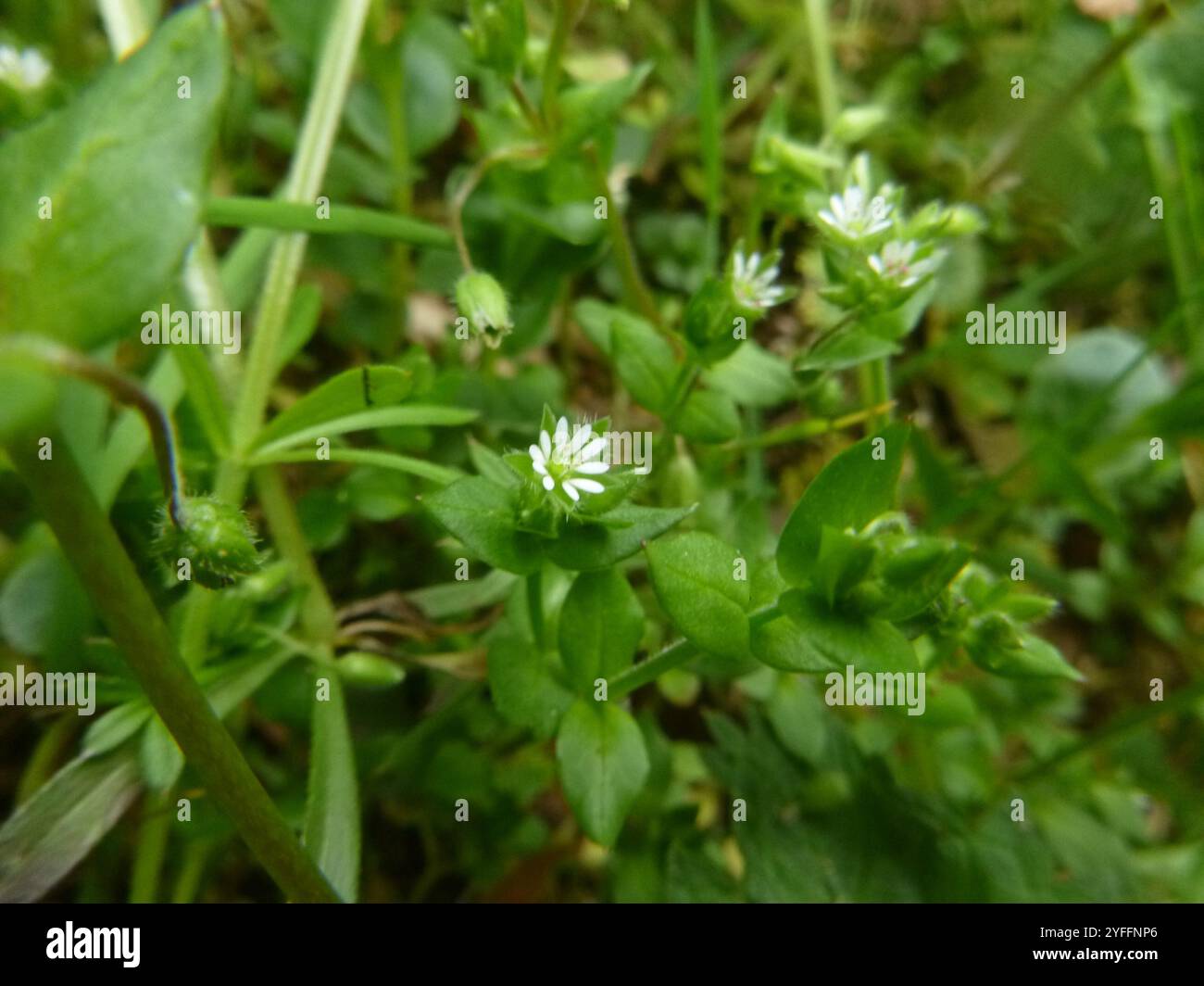 common chickweed (Stellaria media Stock Photo - Alamy