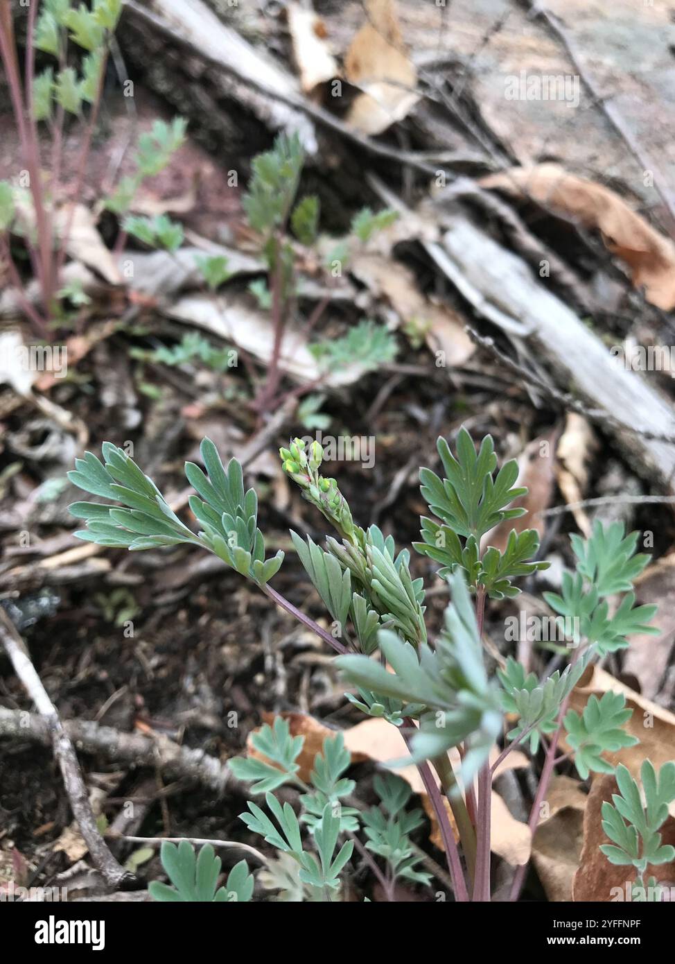 rock harlequin (Capnoides sempervirens Stock Photo - Alamy