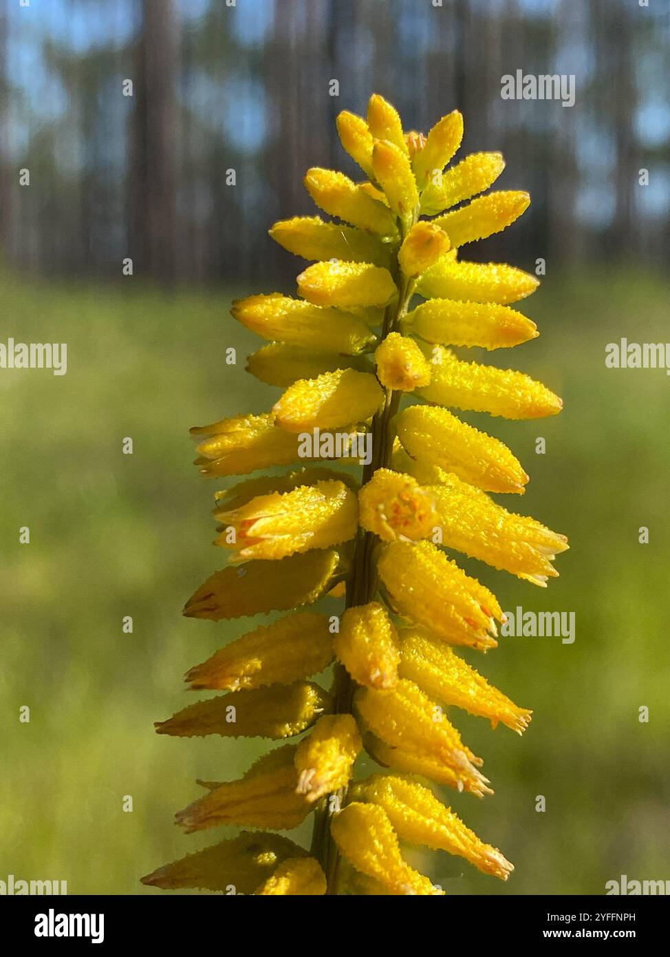 Yellow Colicroot (Aletris lutea Stock Photo - Alamy