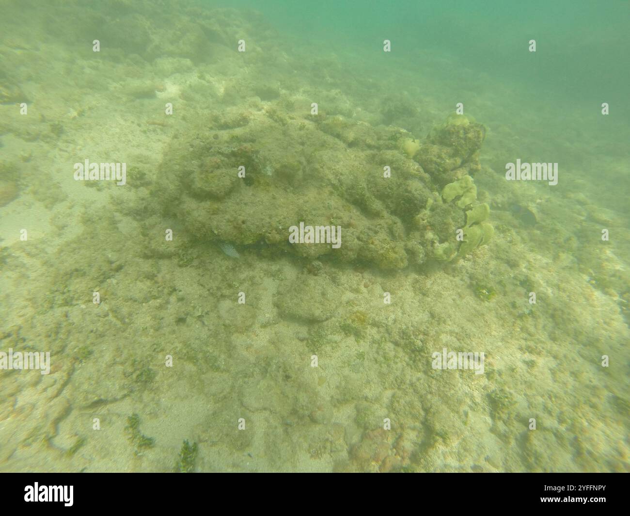 Hawaiian Spotted Toby (Canthigaster jactator Stock Photo - Alamy