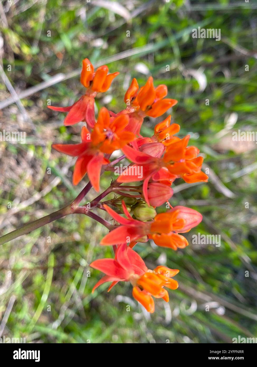 Asclepias lanceolata hi-res stock photography and images - Alamy