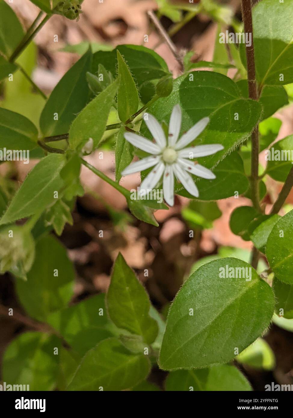 star chickweed (Stellaria pubera Stock Photo - Alamy